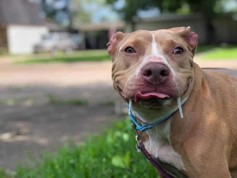 Safe With Us Animal Rescue – A non profit animal rescue organization