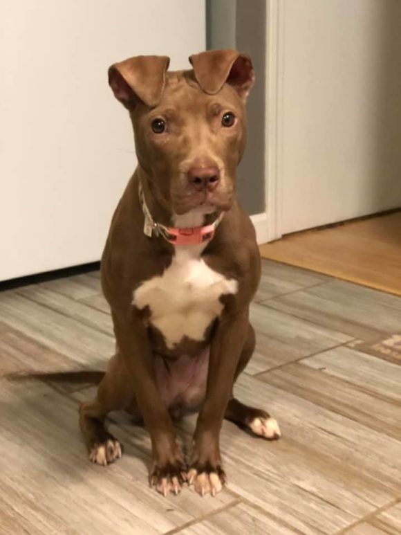 Safe With Us Animal Rescue – A non profit animal rescue organization