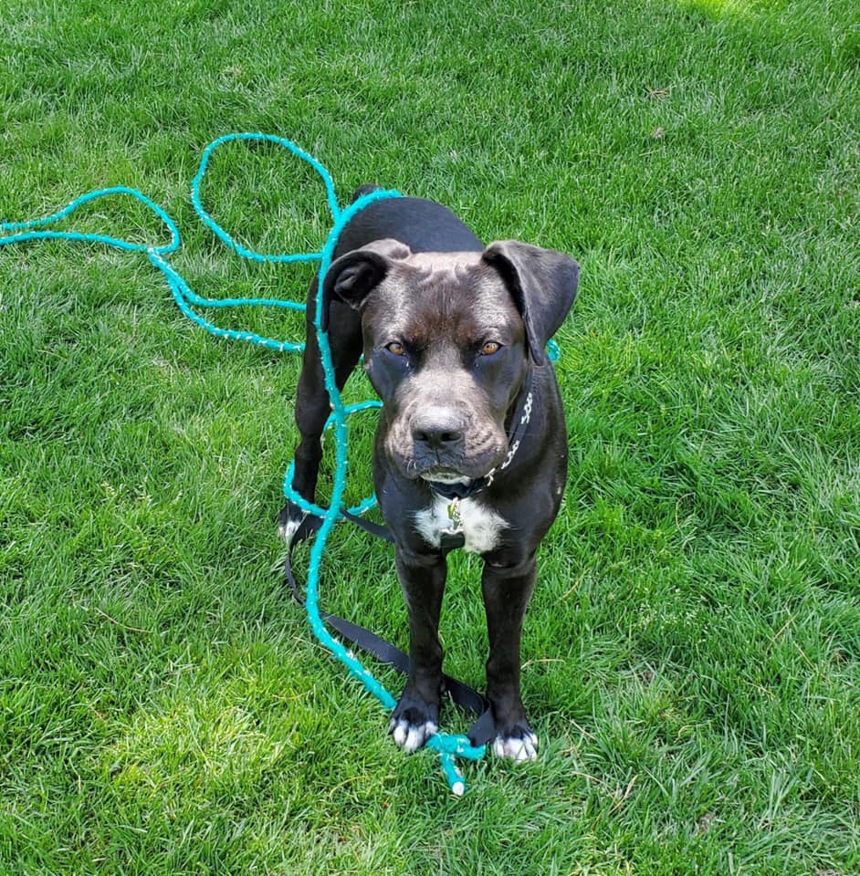 All Dogs - Safe With Us Animal Rescue