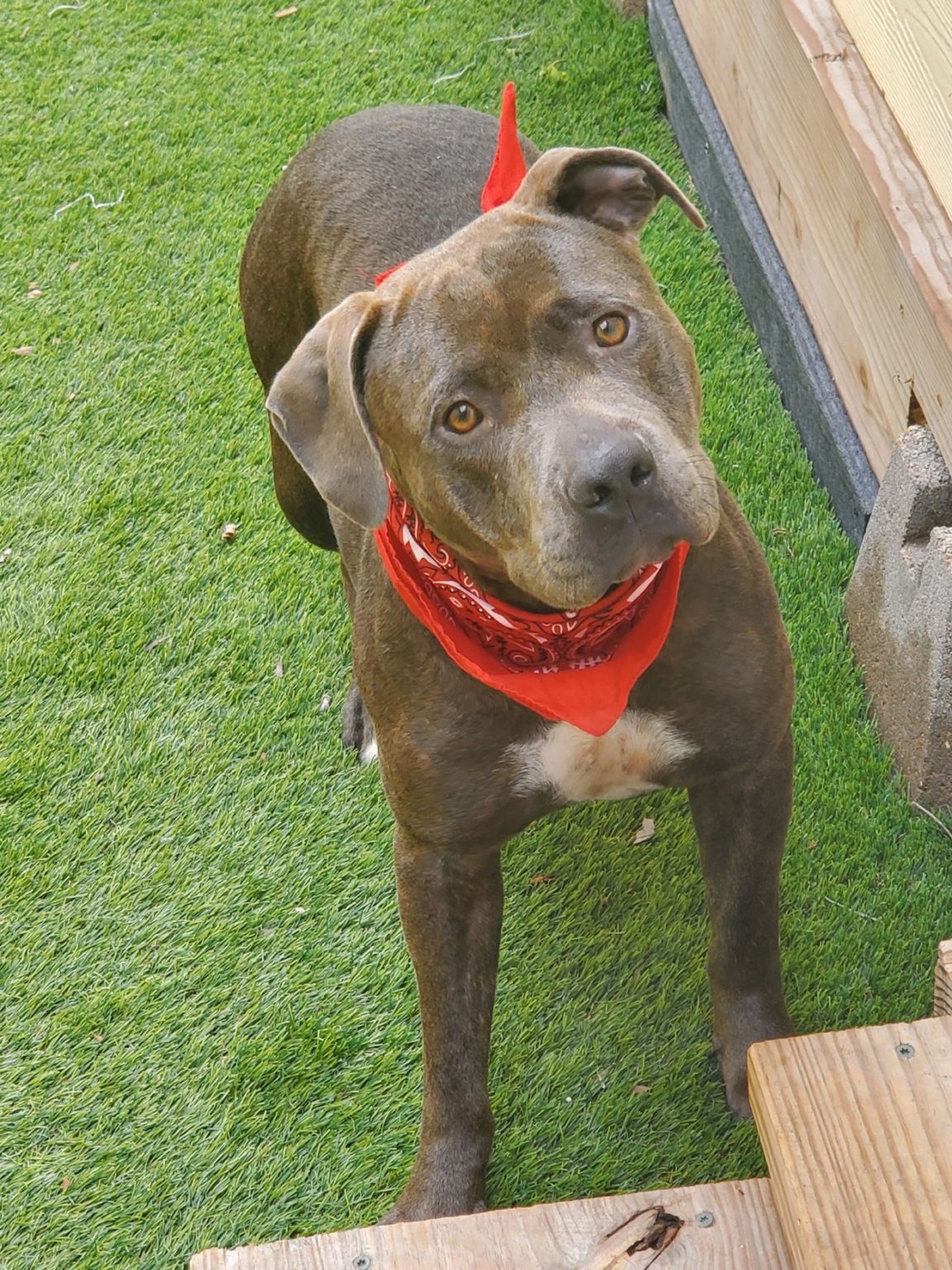 Safe With Us Animal Rescue – A non profit animal rescue organization