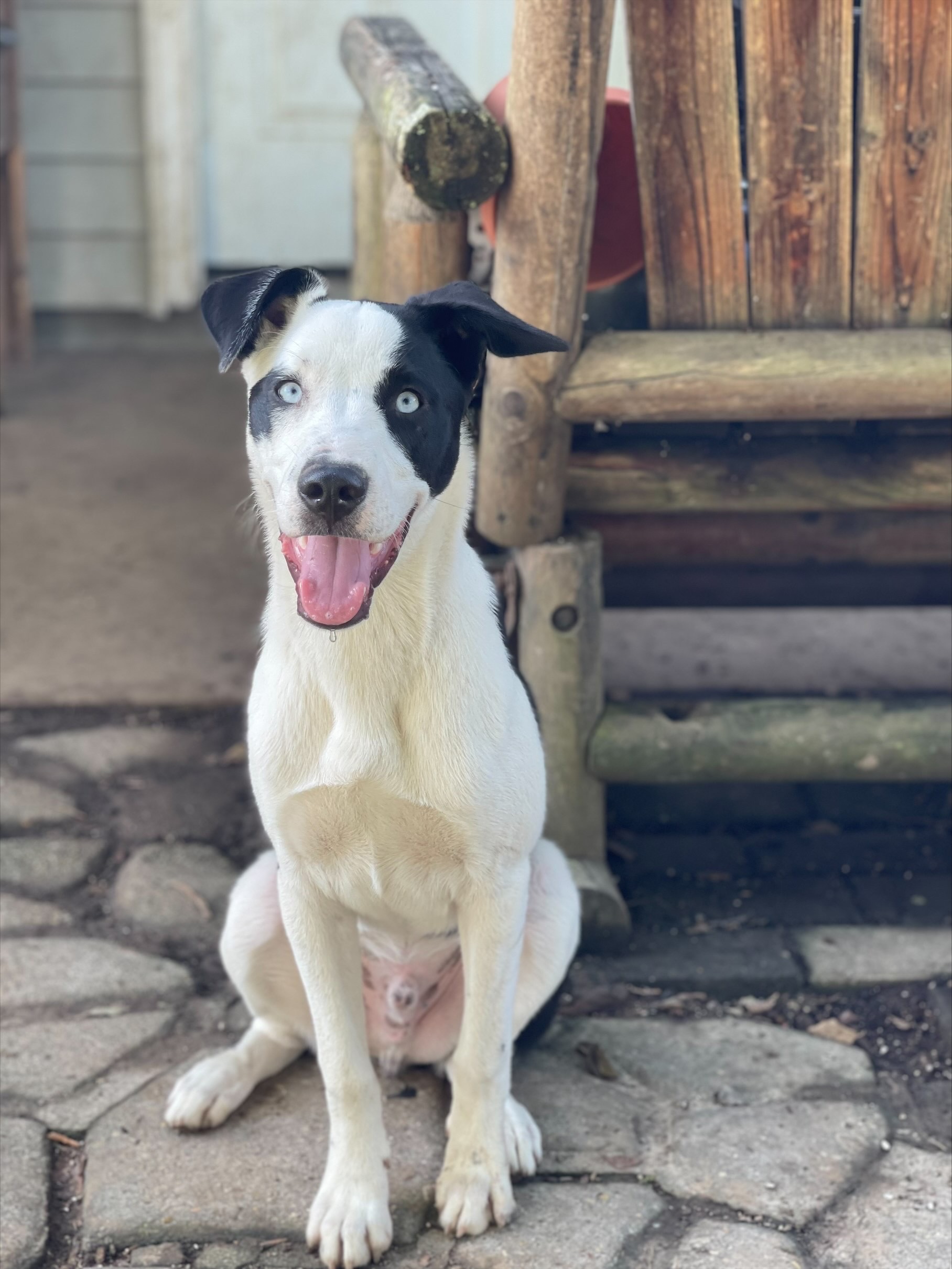 Adult Dogs – Safe With Us Animal Rescue