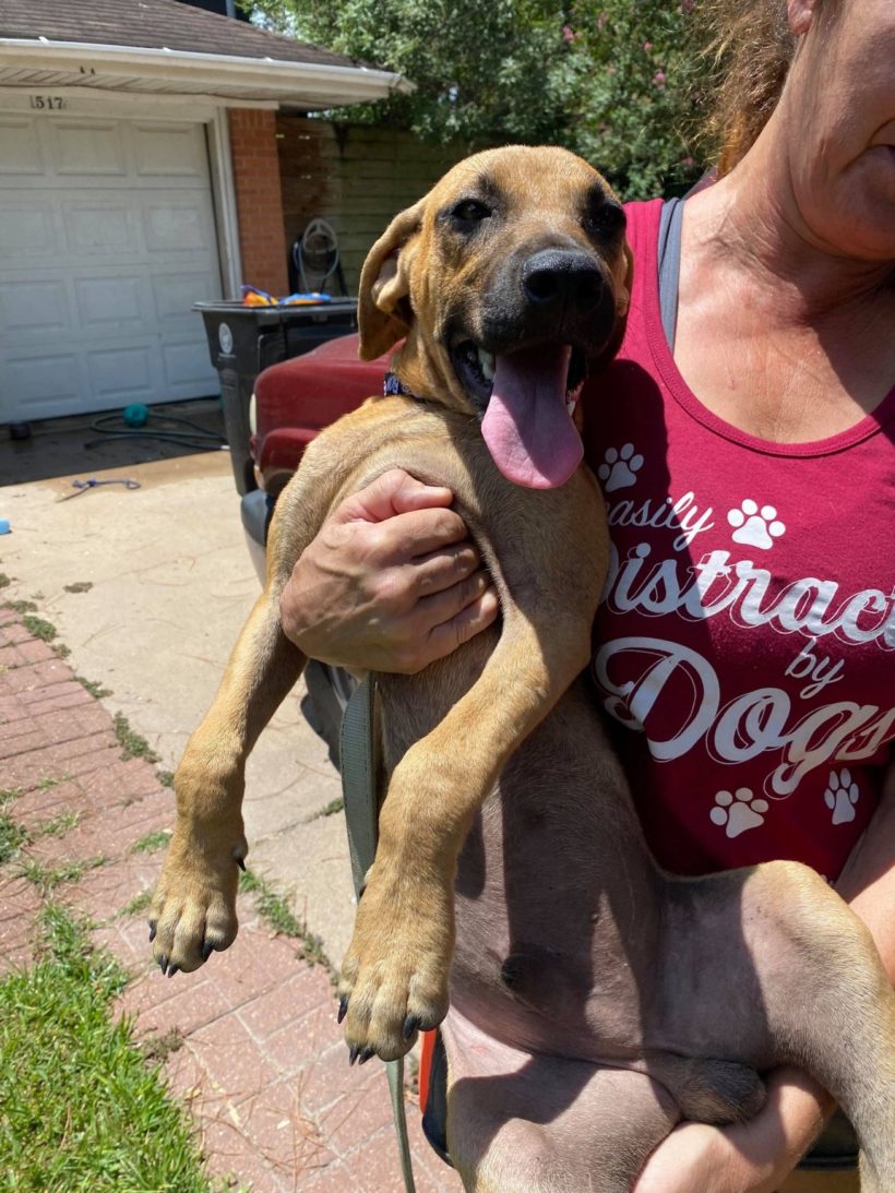 Safe With Us Animal Rescue – A non profit animal rescue organization