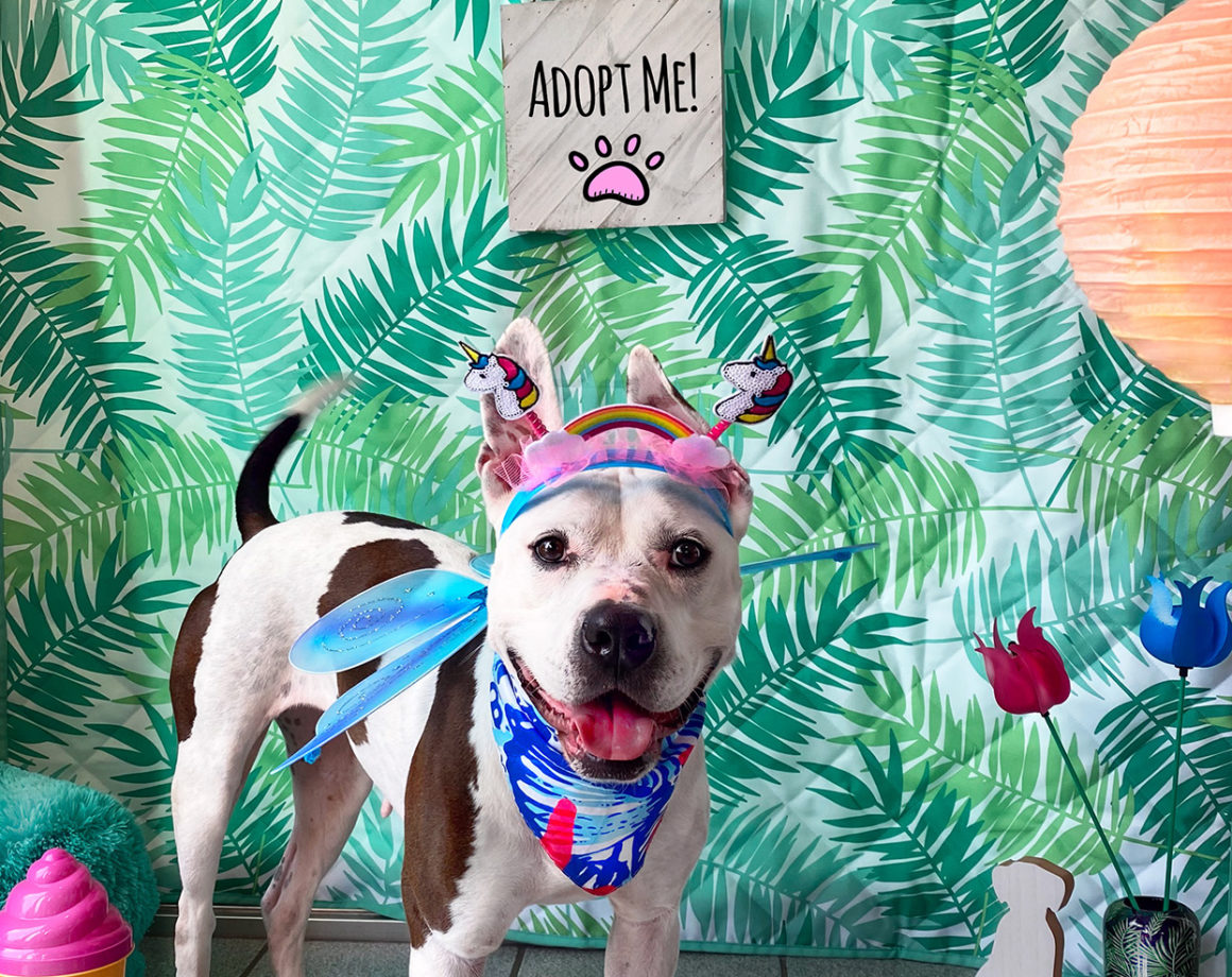 Safe With Us Animal Rescue – A non profit animal rescue organization