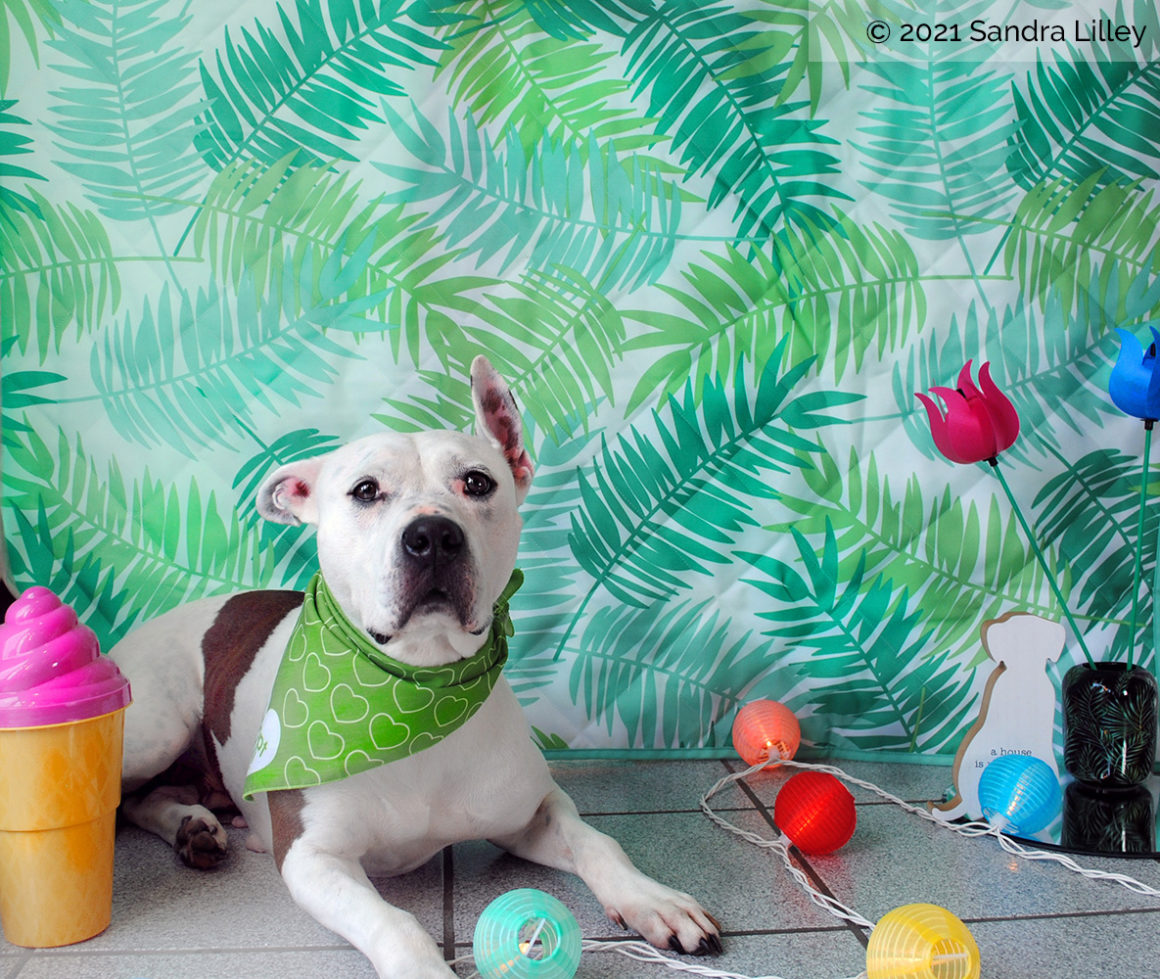 Safe With Us Animal Rescue – A non profit animal rescue organization