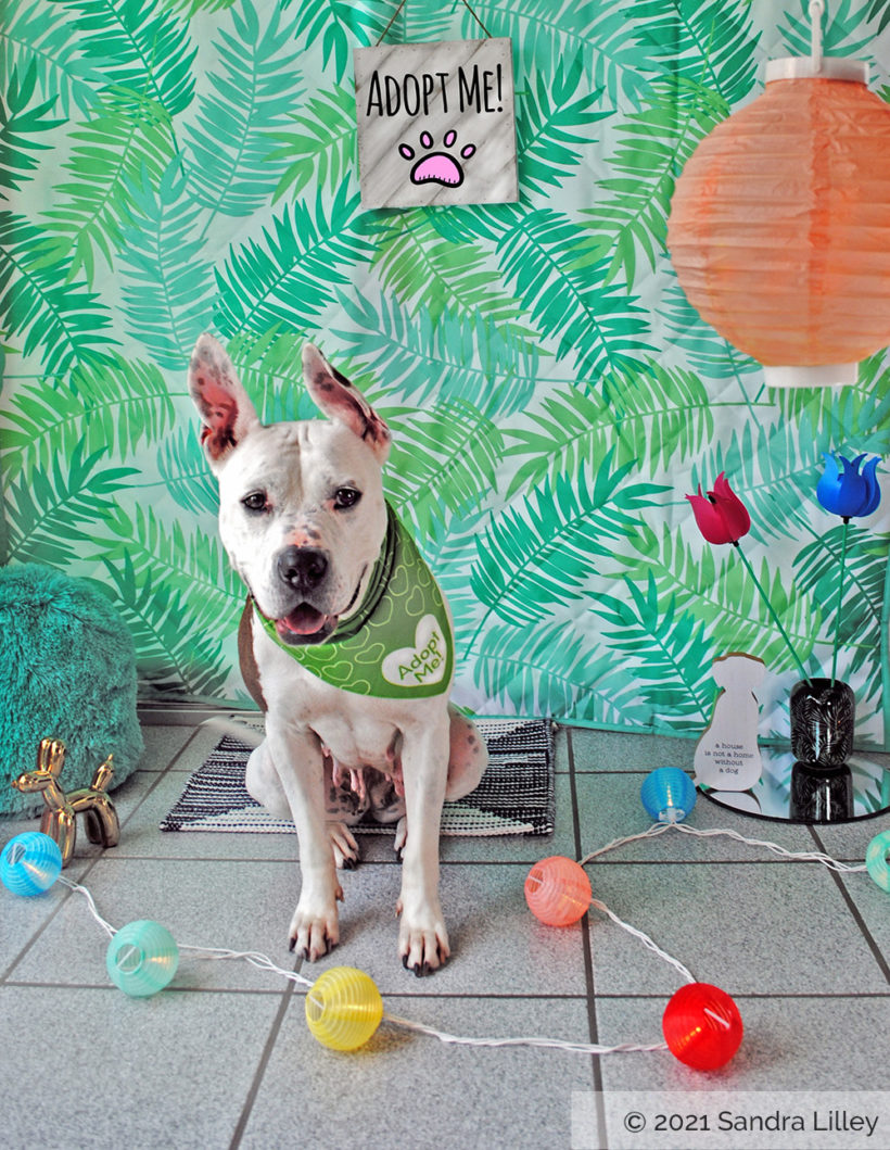 Safe With Us Animal Rescue – A non profit animal rescue organization