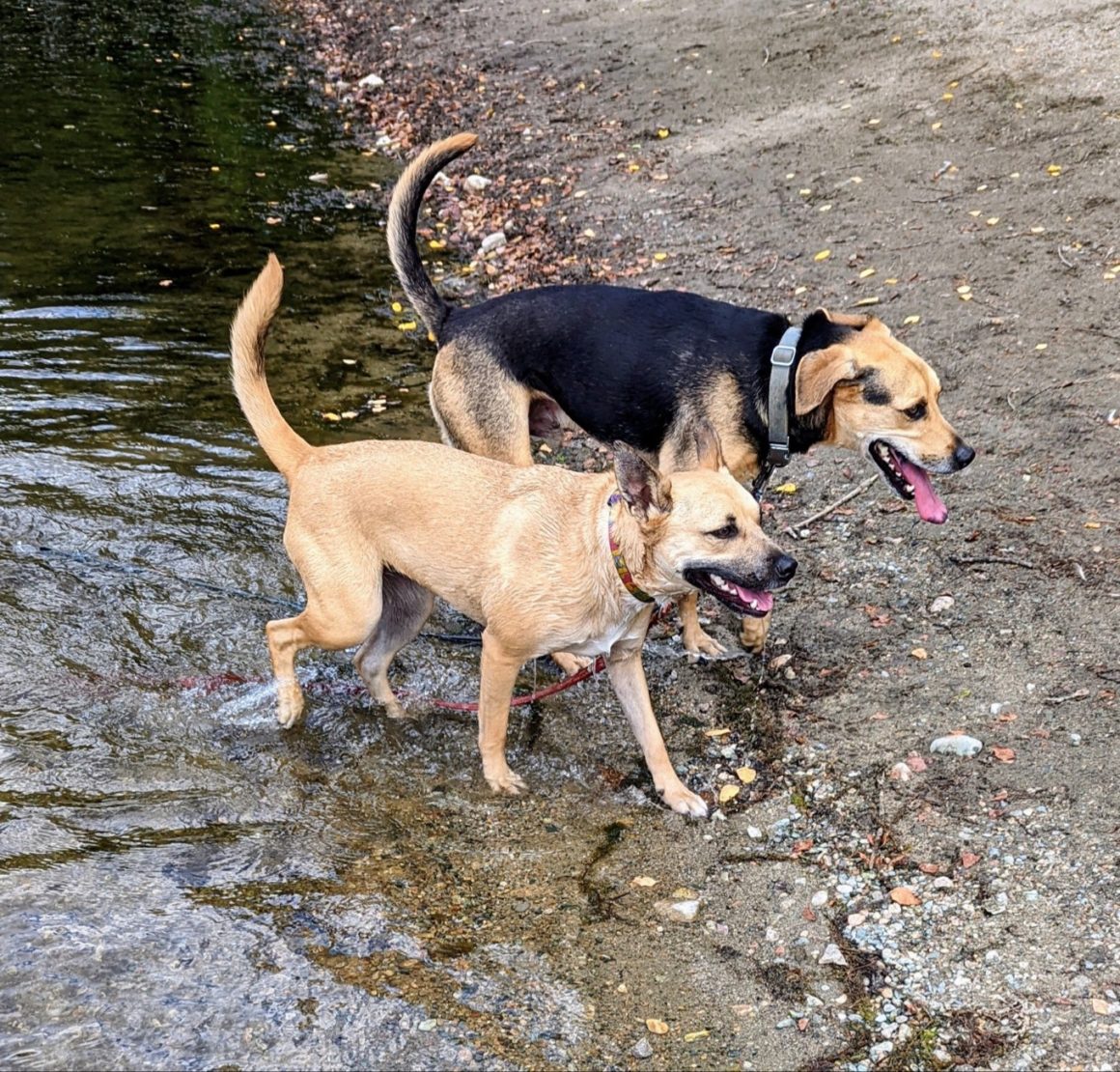 Safe With Us Animal Rescue – A non profit animal rescue organization