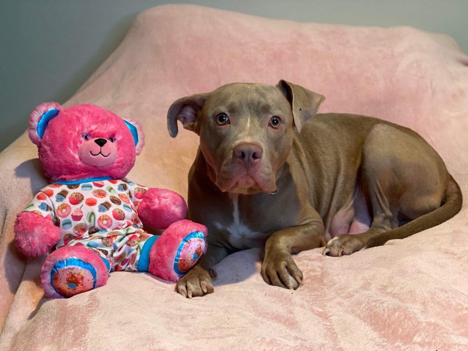 Safe With Us Animal Rescue – A non profit animal rescue organization