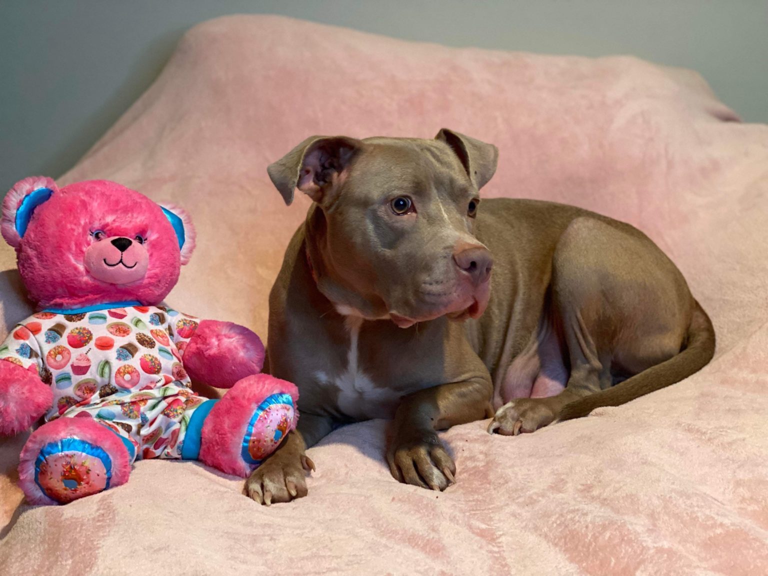 Safe With Us Animal Rescue – A non profit animal rescue organization