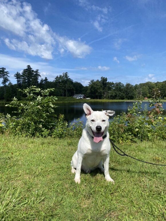 Safe With Us Animal Rescue – A non profit animal rescue organization