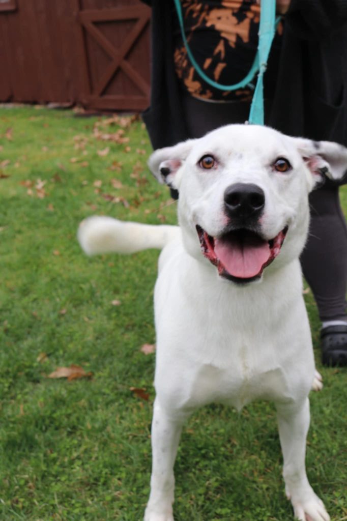 Safe With Us Animal Rescue – A non profit animal rescue organization