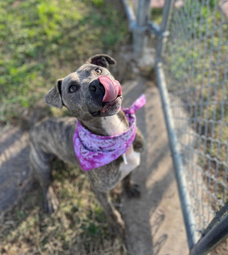 Safe With Us Animal Rescue – A non profit animal rescue organization