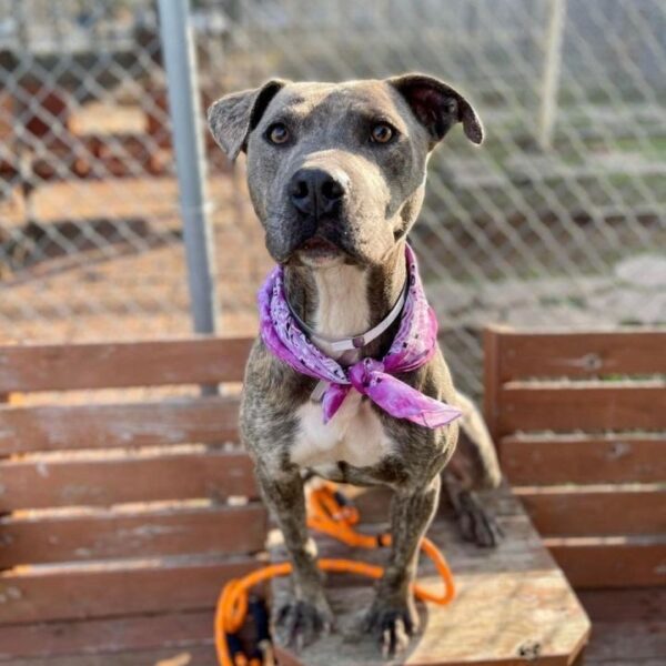 Safe With Us Animal Rescue – A non profit animal rescue organization