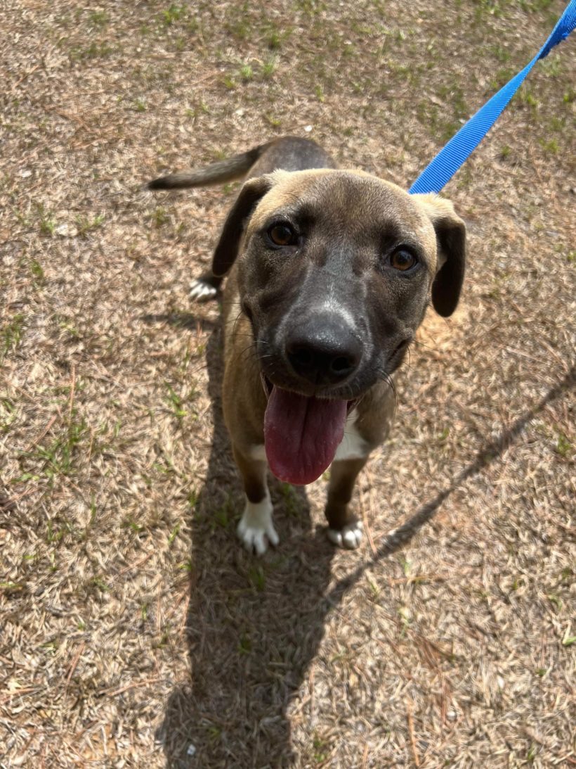 Safe With Us Animal Rescue – A non profit animal rescue organization