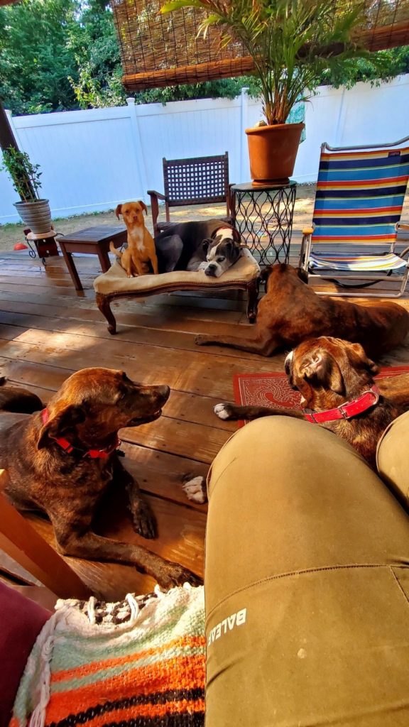 Safe With Us Animal Rescue – A non profit animal rescue organization