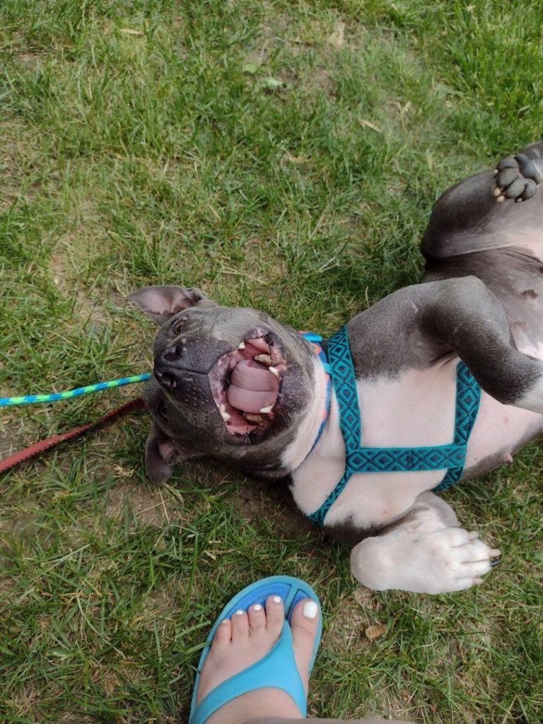 Safe With Us Animal Rescue – A non profit animal rescue organization