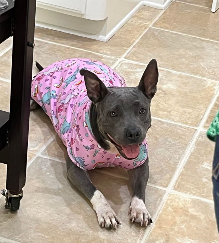 Safe With Us Animal Rescue – A non profit animal rescue organization