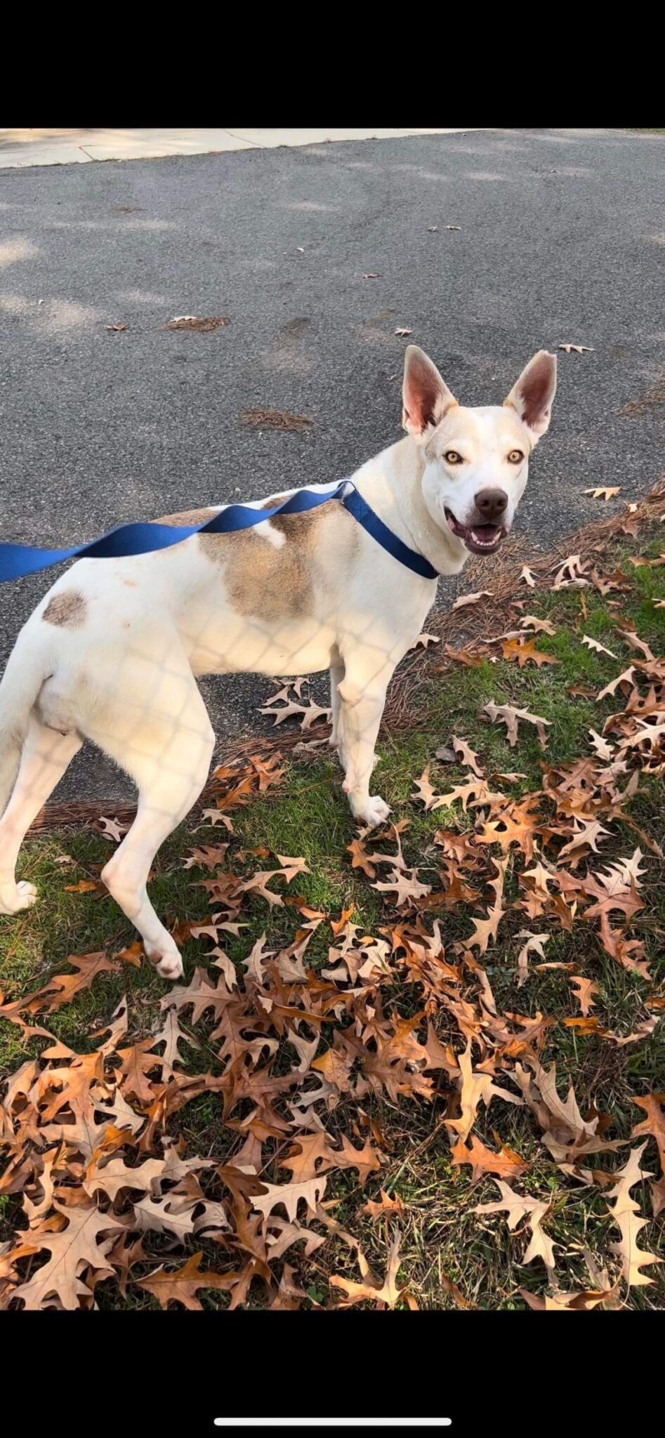 All Dogs – Safe With Us Animal Rescue