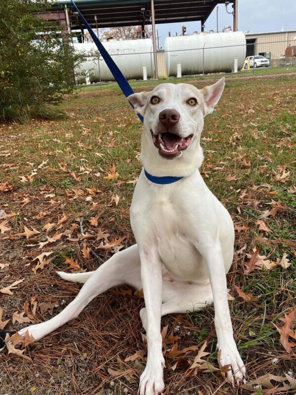 All Dogs – Safe With Us Animal Rescue