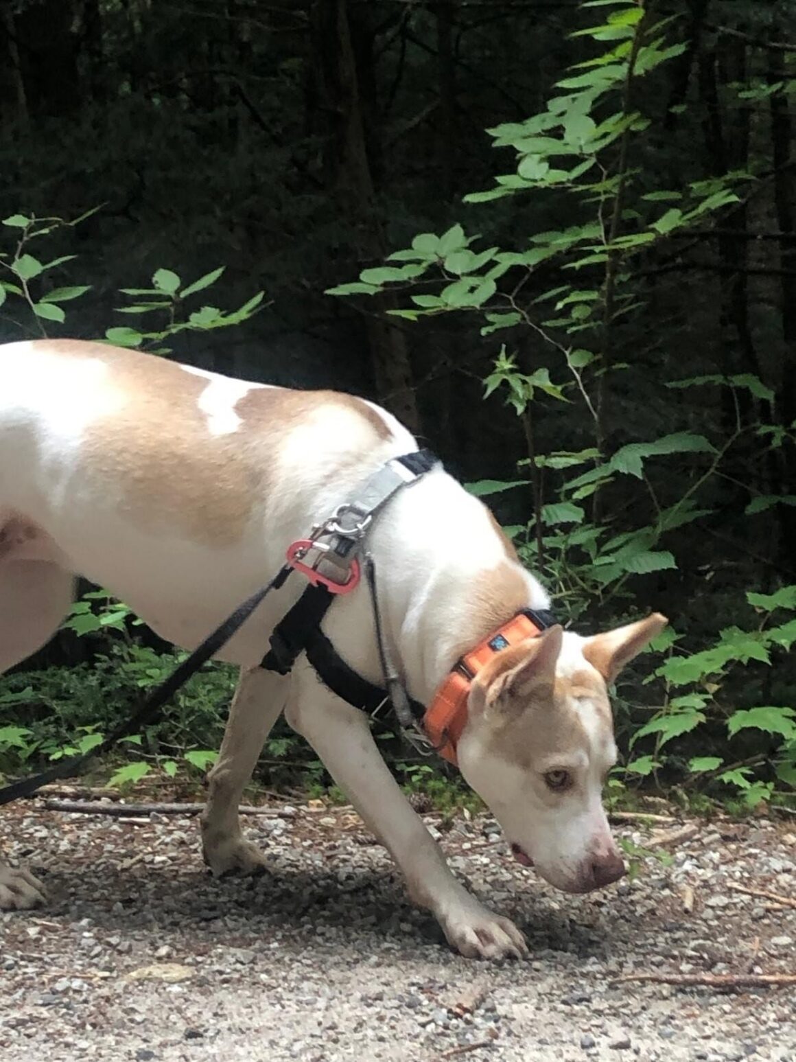 All Dogs – Safe With Us Animal Rescue