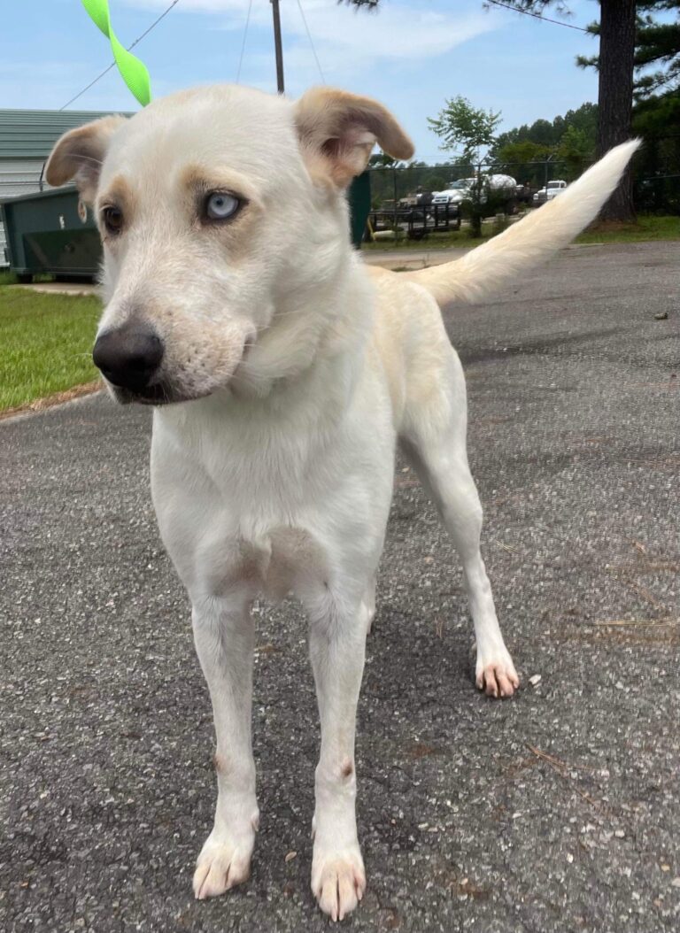 Safe With Us Animal Rescue – A non profit animal rescue organization