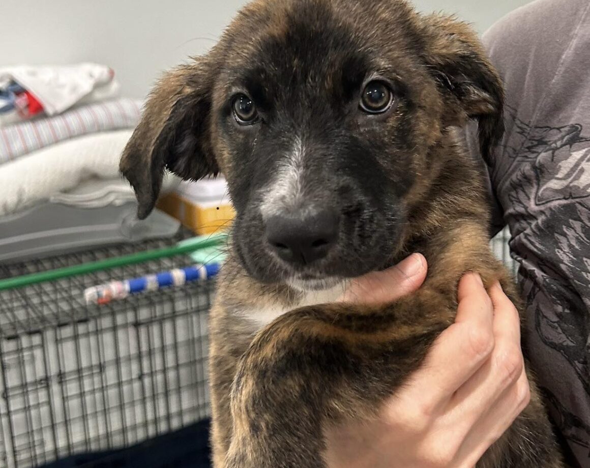 Safe With Us Animal Rescue – A non profit animal rescue organization