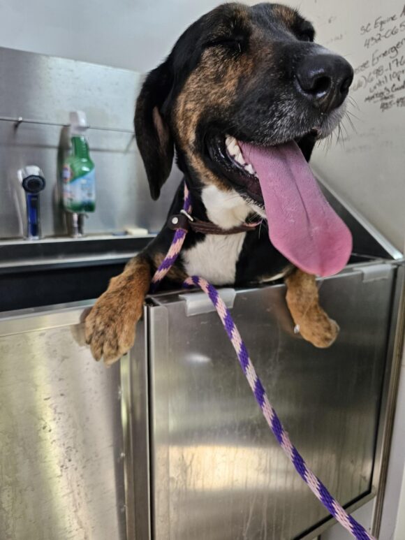 Safe With Us Animal Rescue – A non profit animal rescue organization