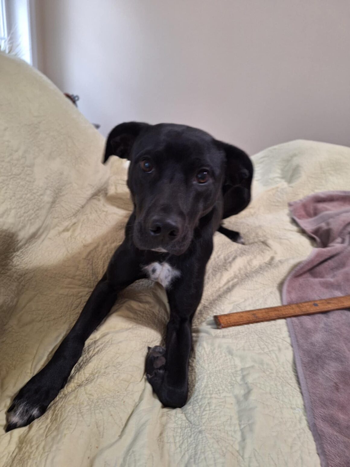 Safe With Us Animal Rescue – A non profit animal rescue organization